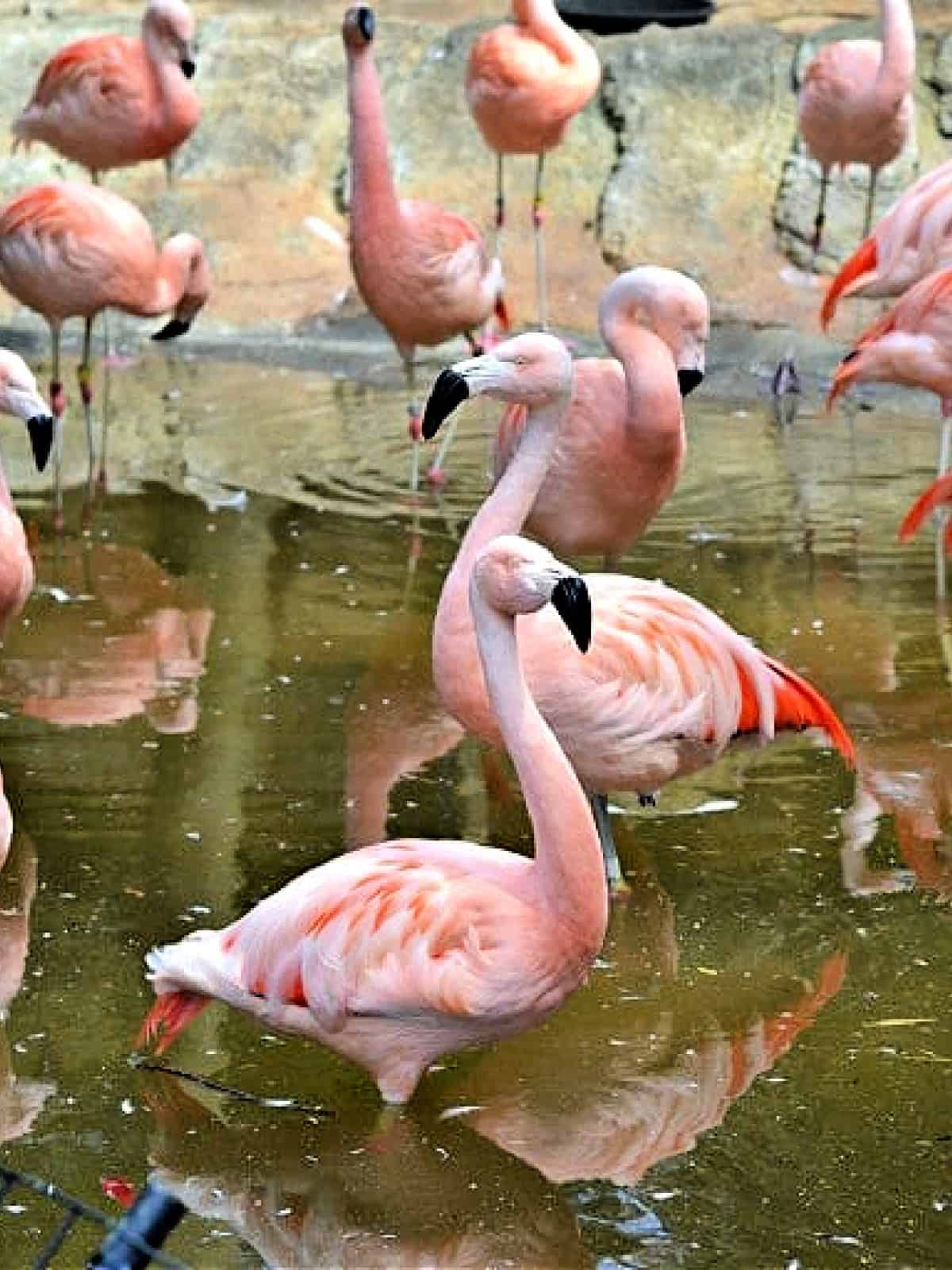 A Look Inside Zoo Atlanta | TSA and Tacos